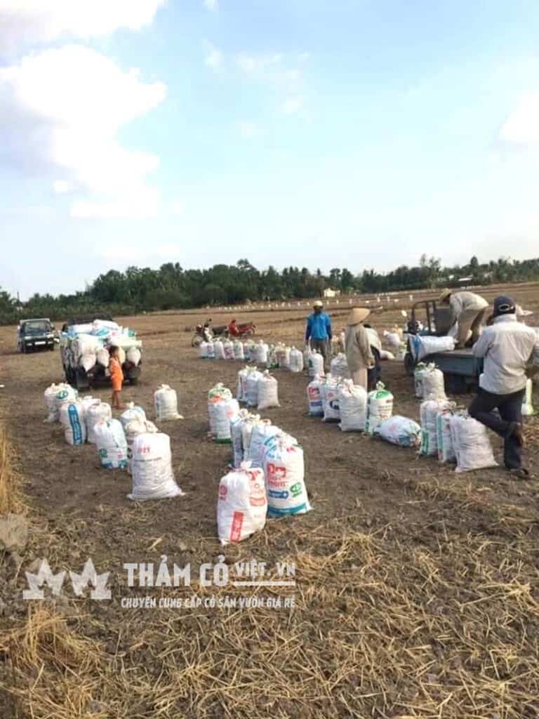 Cung Cấp Đất Trồng Cây | Đất Thịt Trồng Cây Chất Lượng, Giàu Dinh Dưỡng